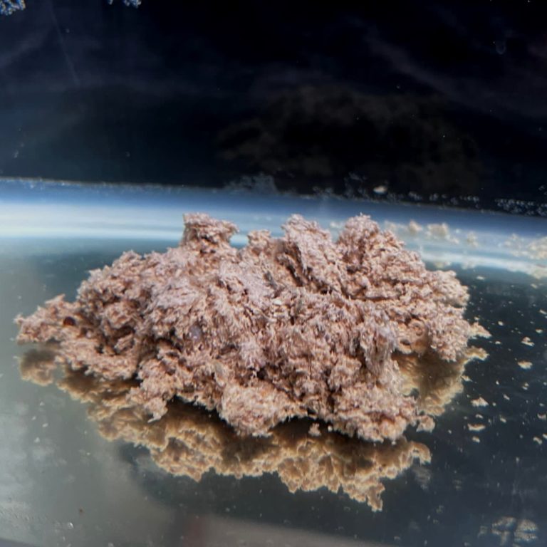 ARCTIC CRAB – Aqua Soluble Baits : RG Baits